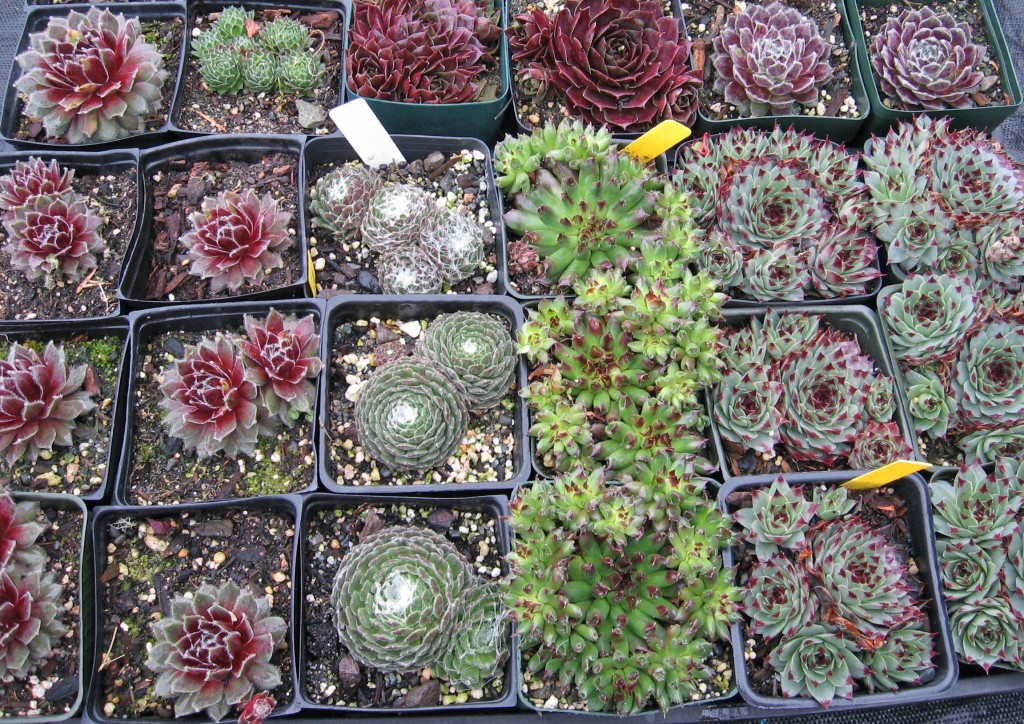 Newest Plant Additions: Sequimplants features for April & May