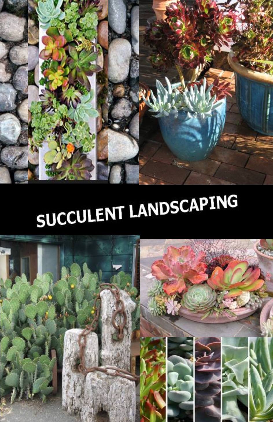 succulent landscaping - Sequim Plants - My Garden Site