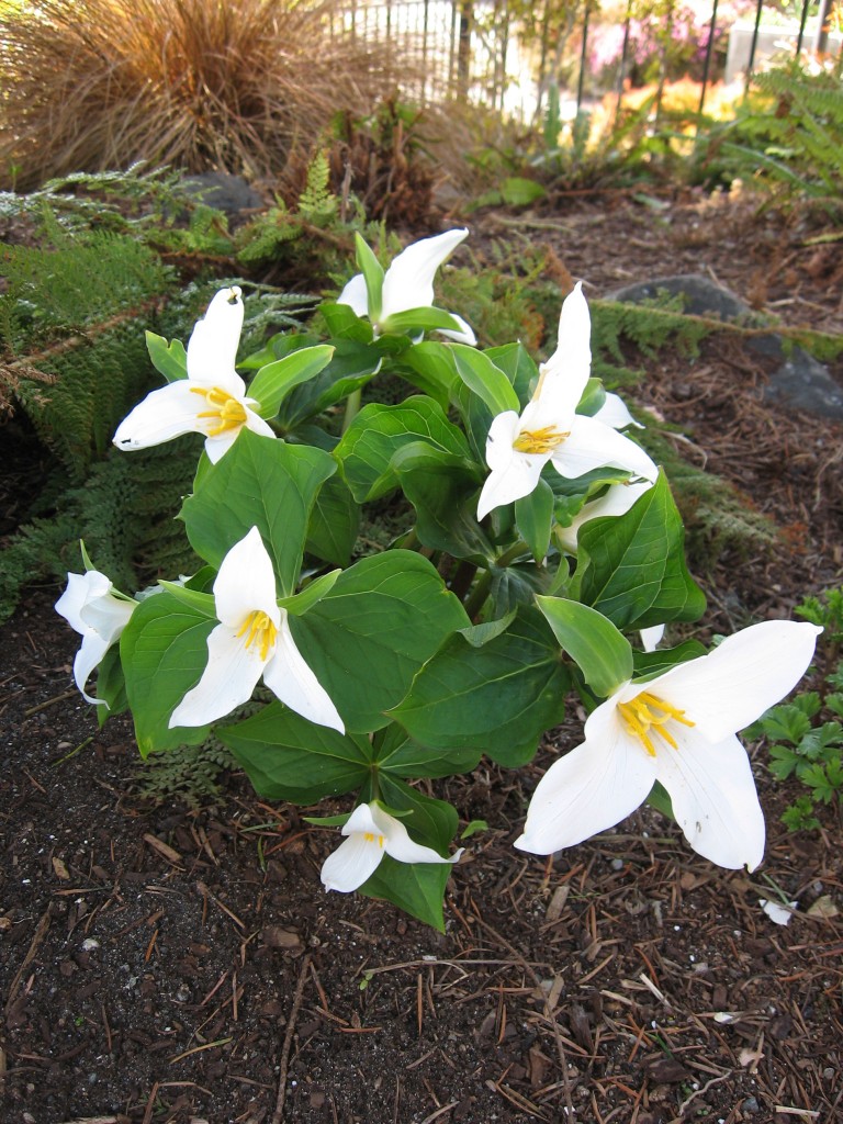 Sowing Trillium's and other hard to grow seed.