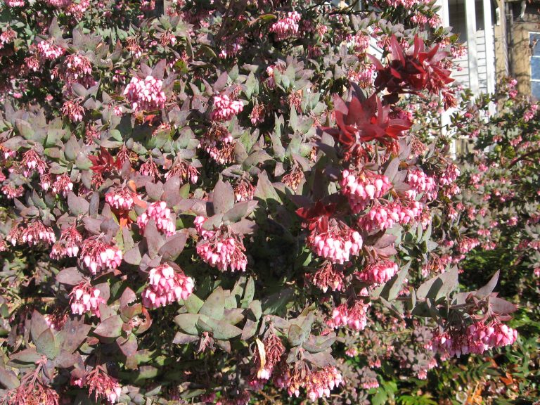 Planting for honey - Sequim Plants - My Garden Site