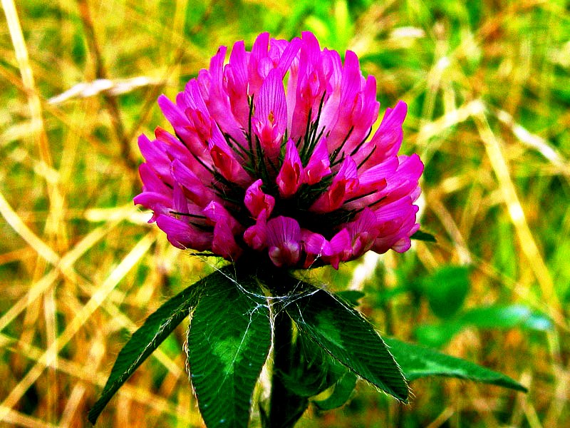 SAINFOIN: a new legume for farmers and beekeepers. - Sequim Plants - My ...