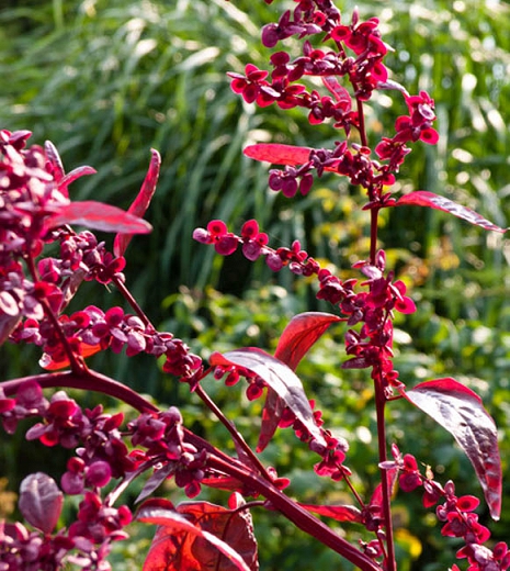 Atriplex hortensis Red Orach, - Sequim Plants - My Garden Site