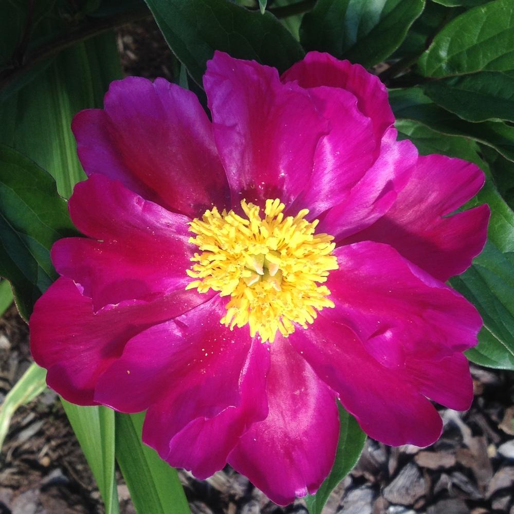Peony - Sequim Plants - My Garden Site