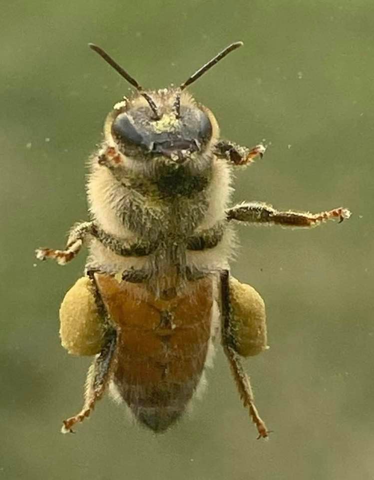 A good beekeeping story, from Mother Earth News. - Sequim Plants - My ...