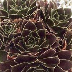 SEQUIM PLANTS: a West Coast Plant Site. Skyline Nursery.